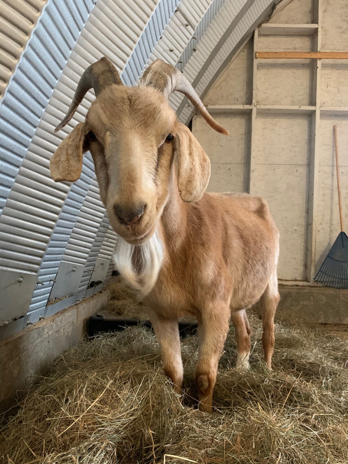 Merlin & Beatrice Update! - lilysplace.ca