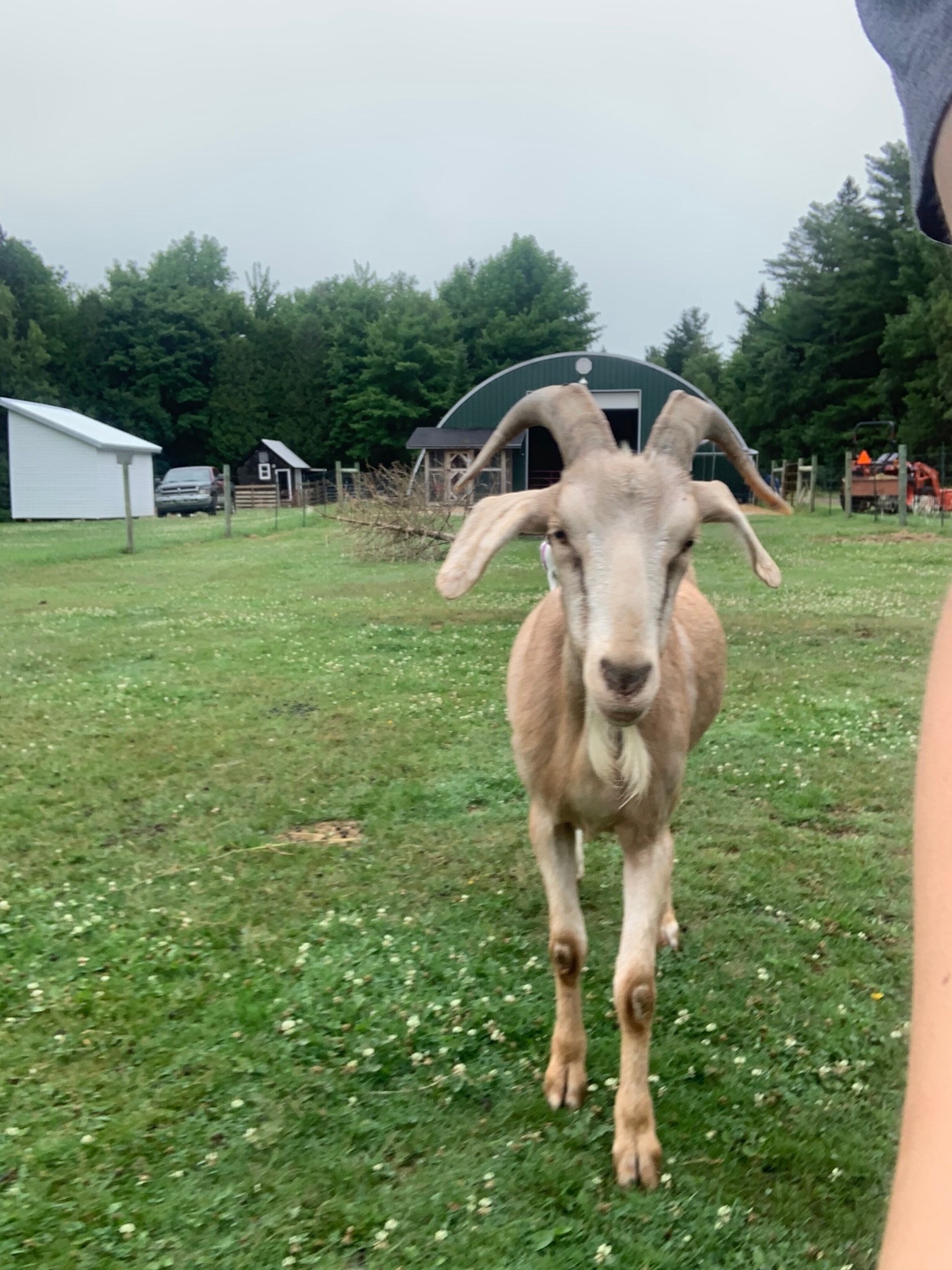 Animal Cruelty Case Update - lilysplace.ca