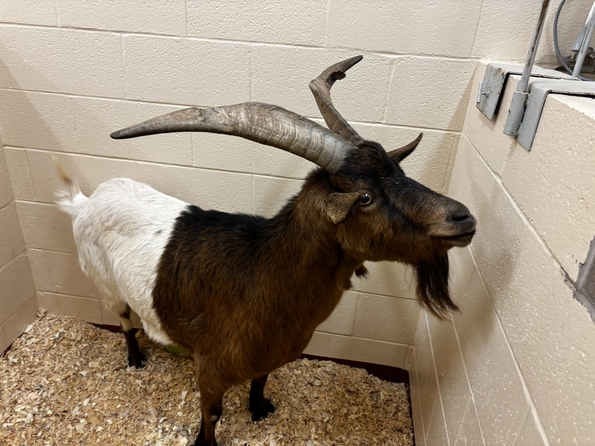 Billy Update - lilysplace.ca