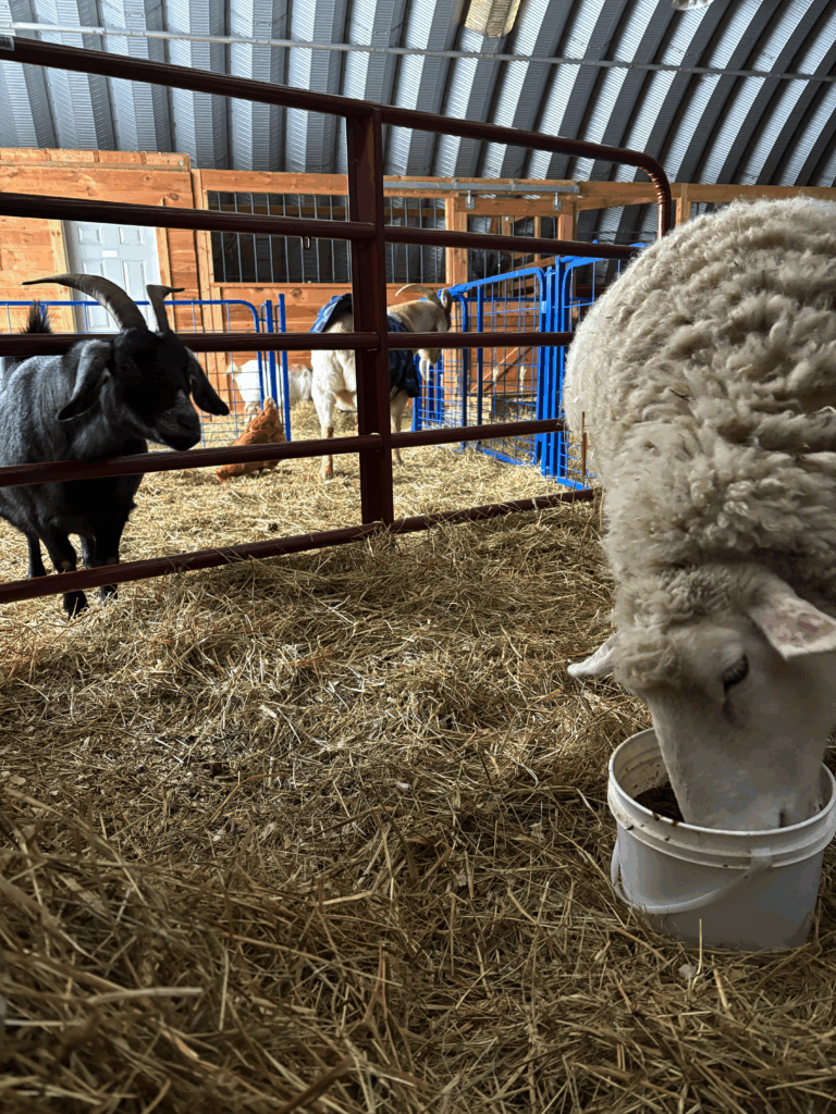 Annie Update - lilysplace.ca