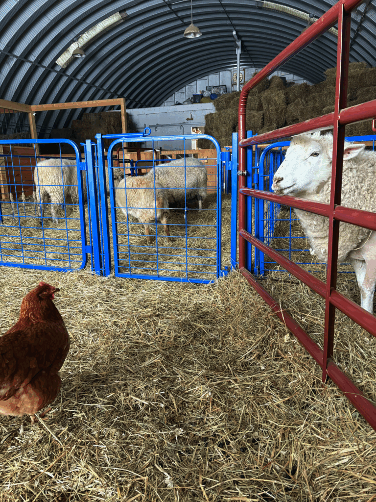 Annie Update - lilysplace.ca