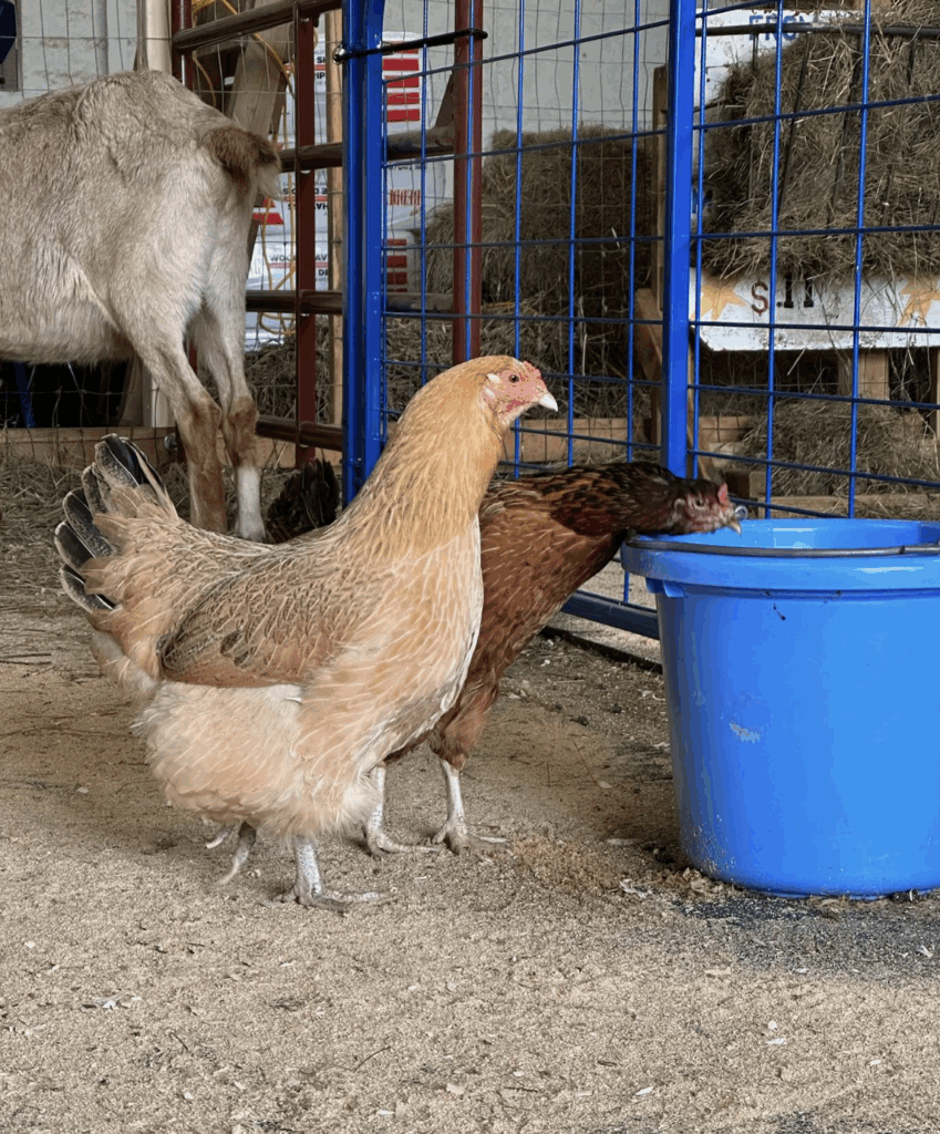 Hart - lilysplace.ca